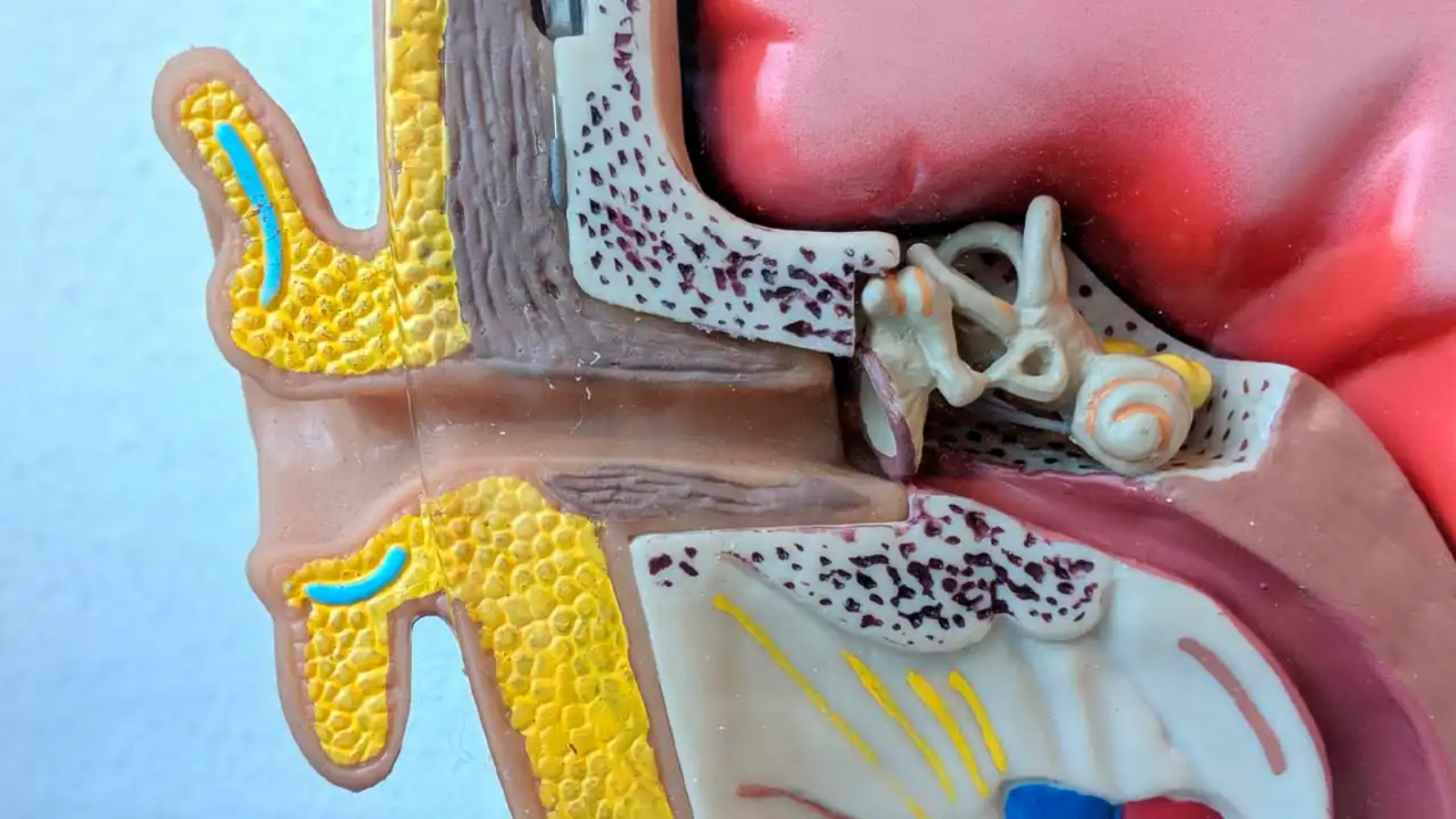 Oído - Dr Miguel Mayo